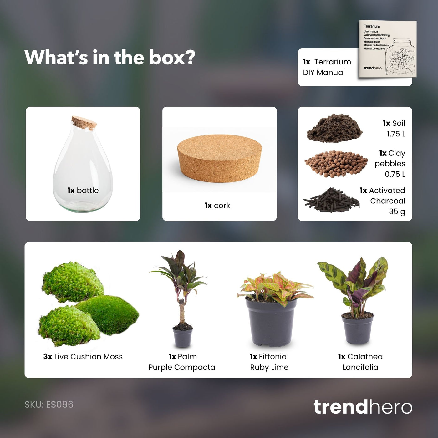 DIY Terrarium Kit - Create your own mini Ecosystem | Urbanjngl ...