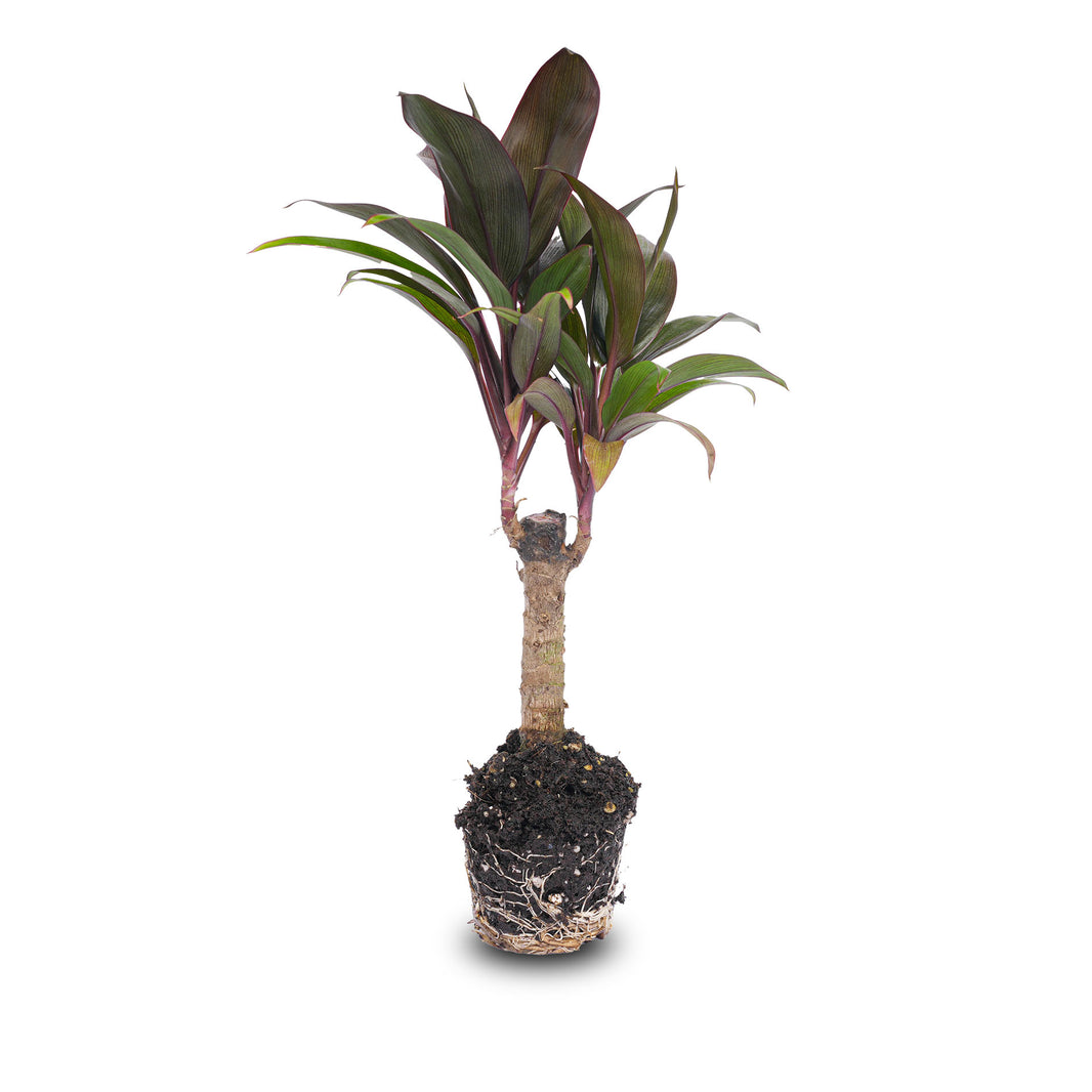 Mini-palm - Cordyline fruticosa 'Purple Compacta' - Terrarium plant ...