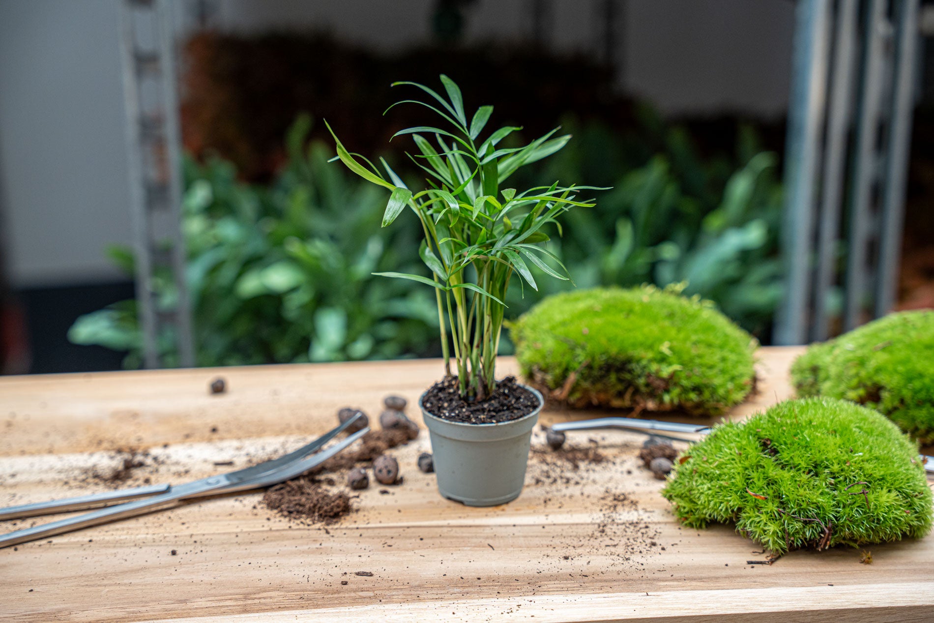 Parlour Palm - Chamaedorea elegans 'baby' - Terrarium plant – urbanjngl